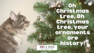 Funny Cat Christmas Puns, Jokes, Quotes, And Photos.