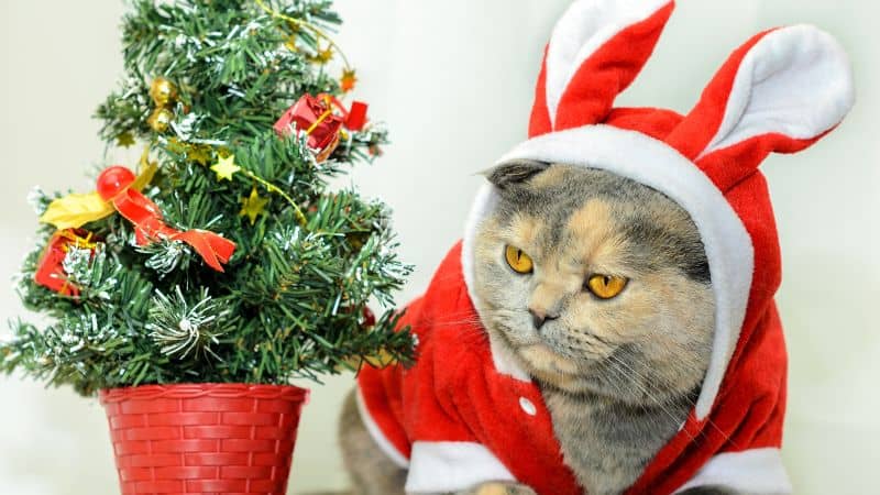 Funny Cat Christmas Puns, Jokes, Quotes, And Photos.