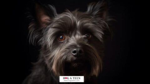 Good Pets For Teens: A Guide For Choosing Your Ideal Pet